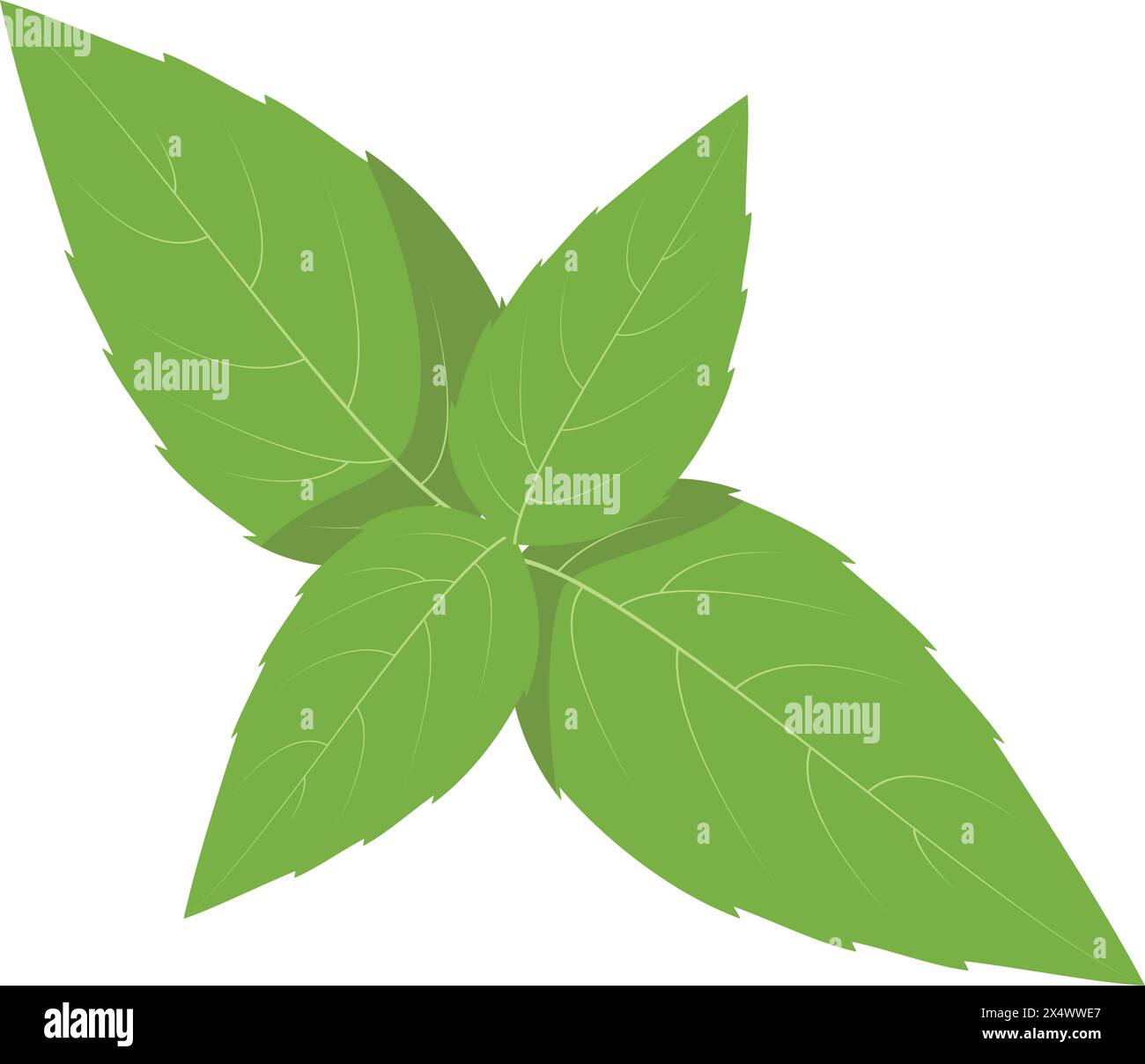 Vector peppermint illustration isolated in cartoon style. Herbs and ...