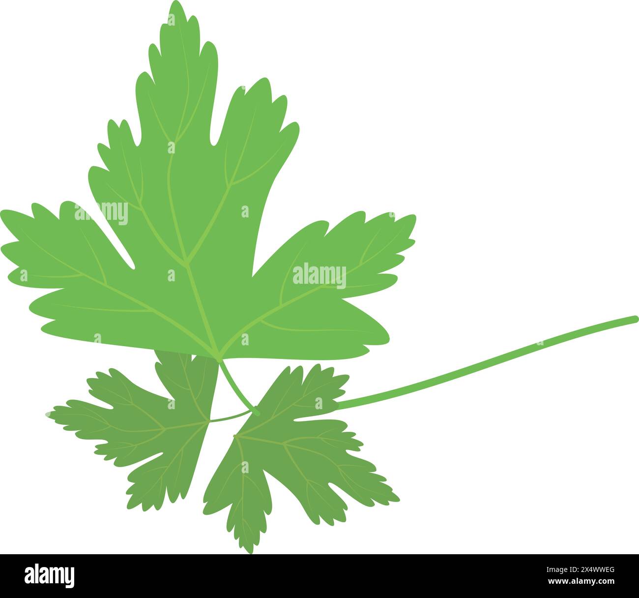 Green parsley icon cartoon Stock Vector Images - Alamy