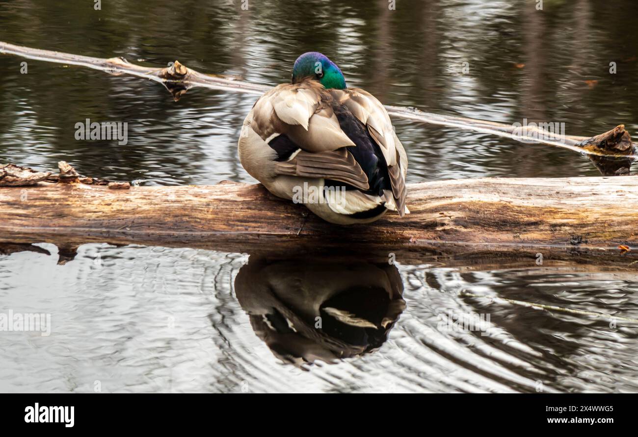 Male Mallard duck resting in conservation area on Vancouver Island ...