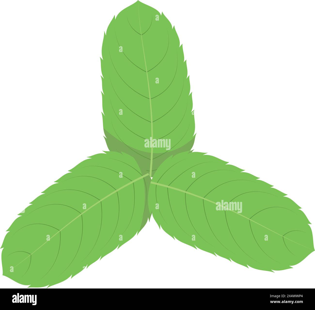 Vector mint illustration isolated in cartoon style. Herbs and Species ...