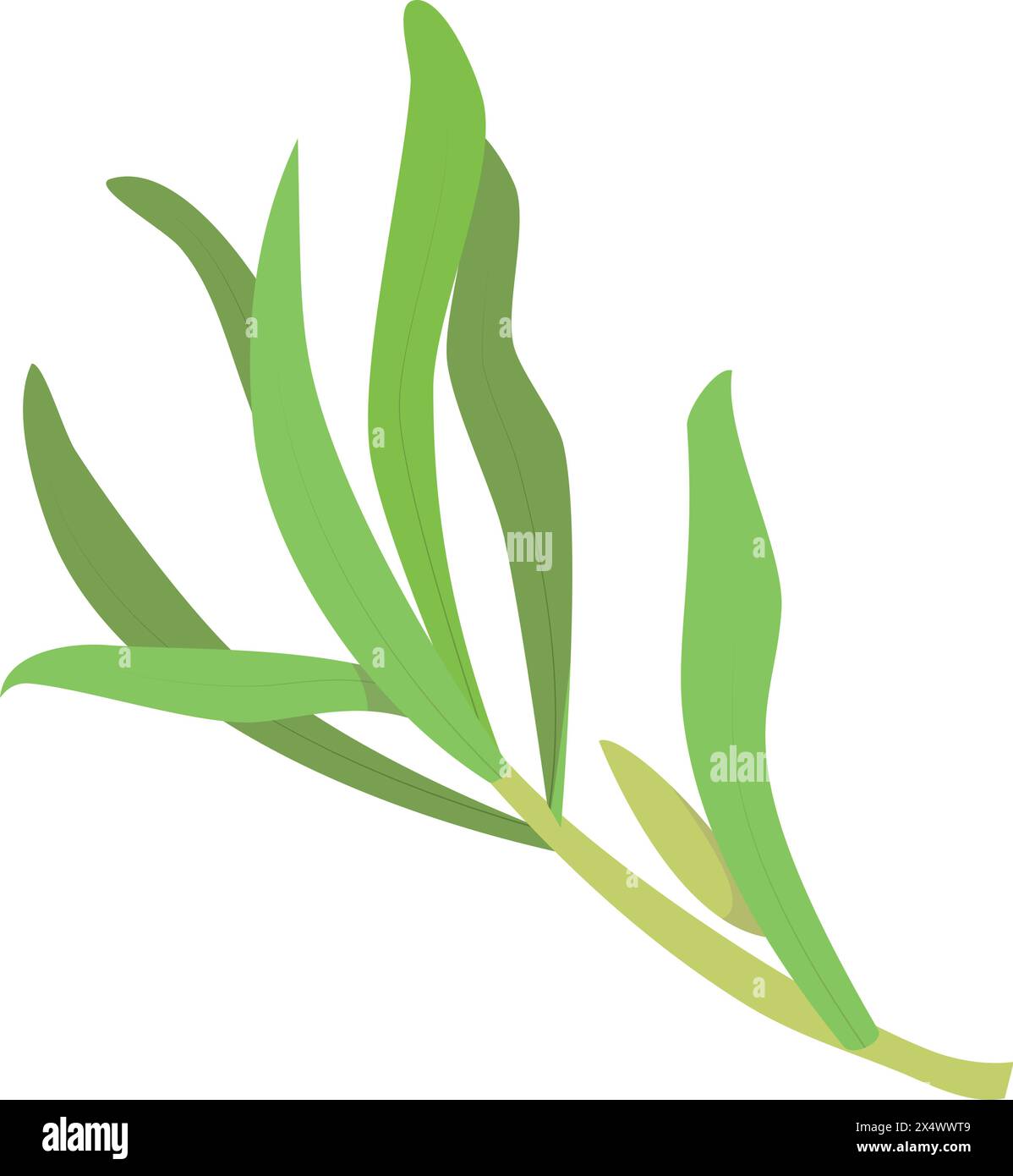 Vector tarragon illustration isolated in cartoon style. Herbs and ...