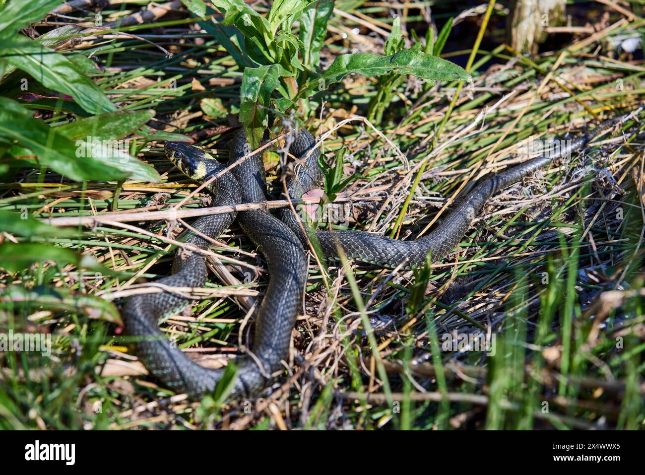 Grass snake (Natrix natrix), University of Copenhagen Botanical Garden ...