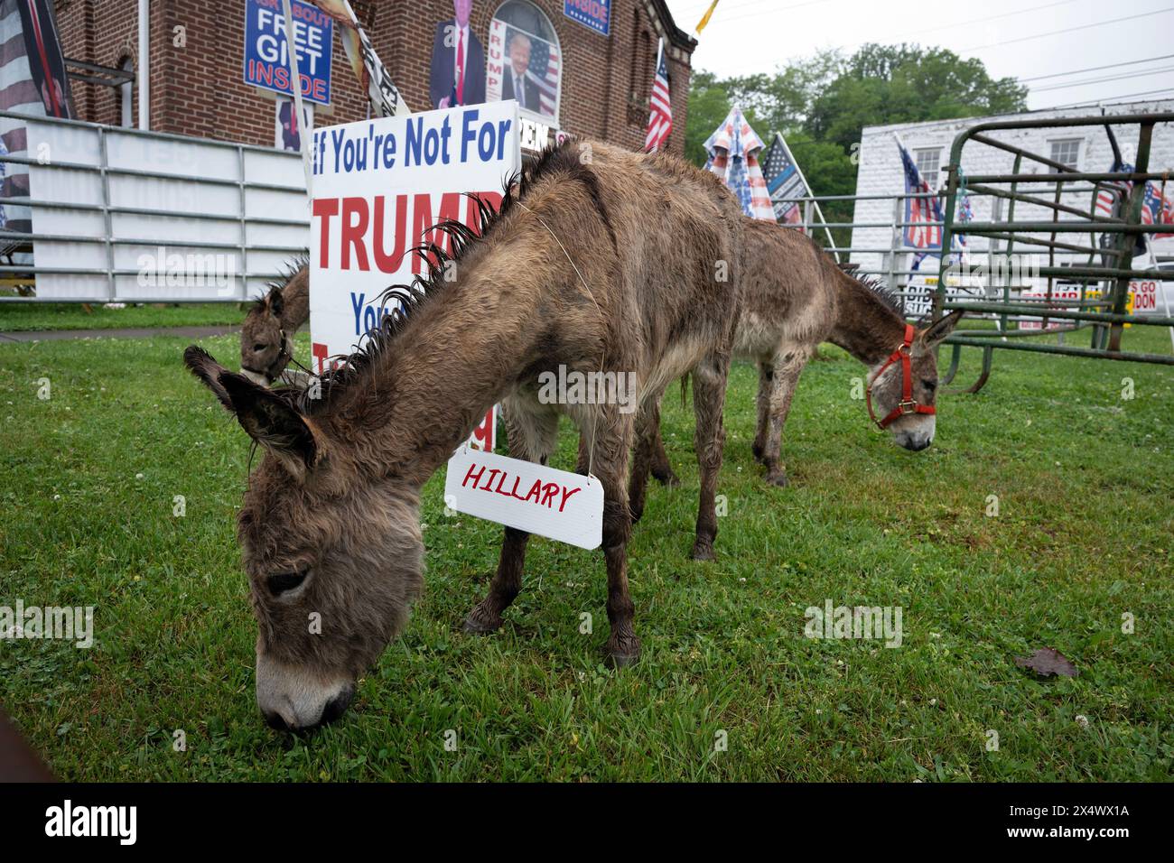 Boones Mill, Virginia, USA. 4th May, 2024. Donkeys named Hillary ...