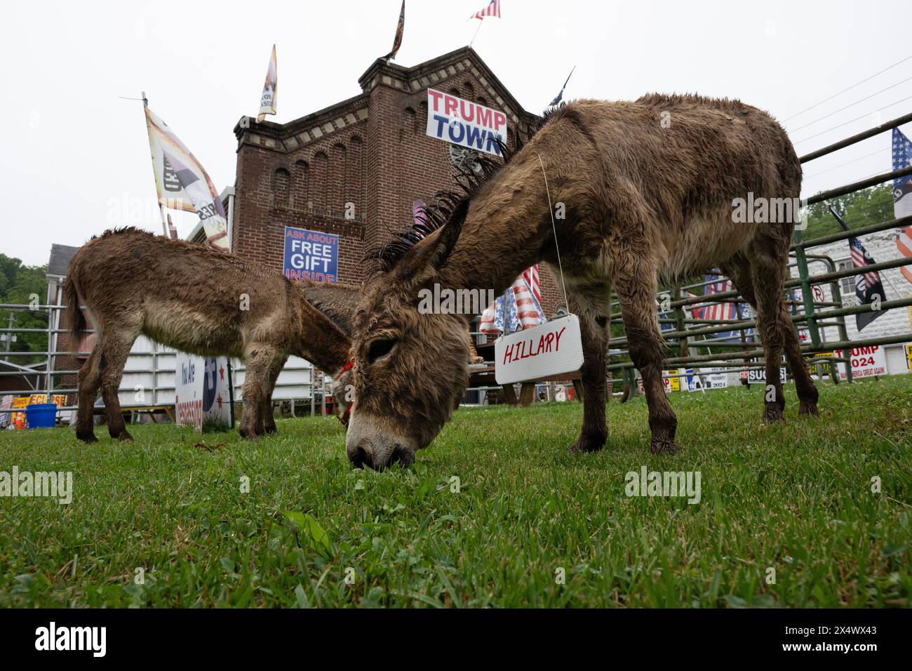 Boones Mill, Virginia, USA. 4th May, 2024. Donkeys named Hillary ...