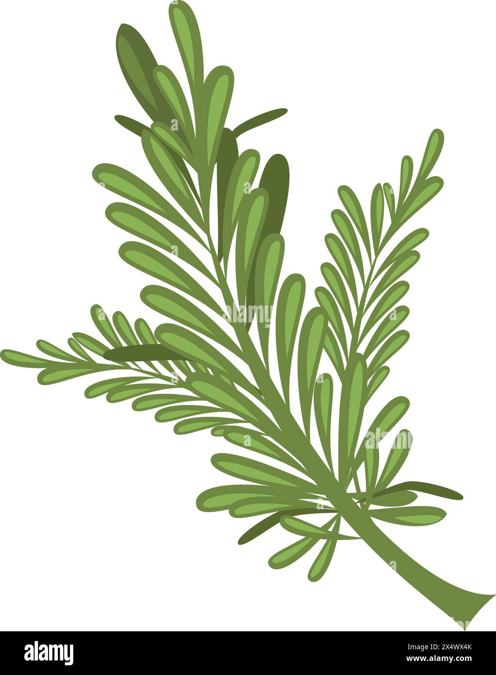 Vector rosemary illustration isolated in cartoon style. Herbs and ...
