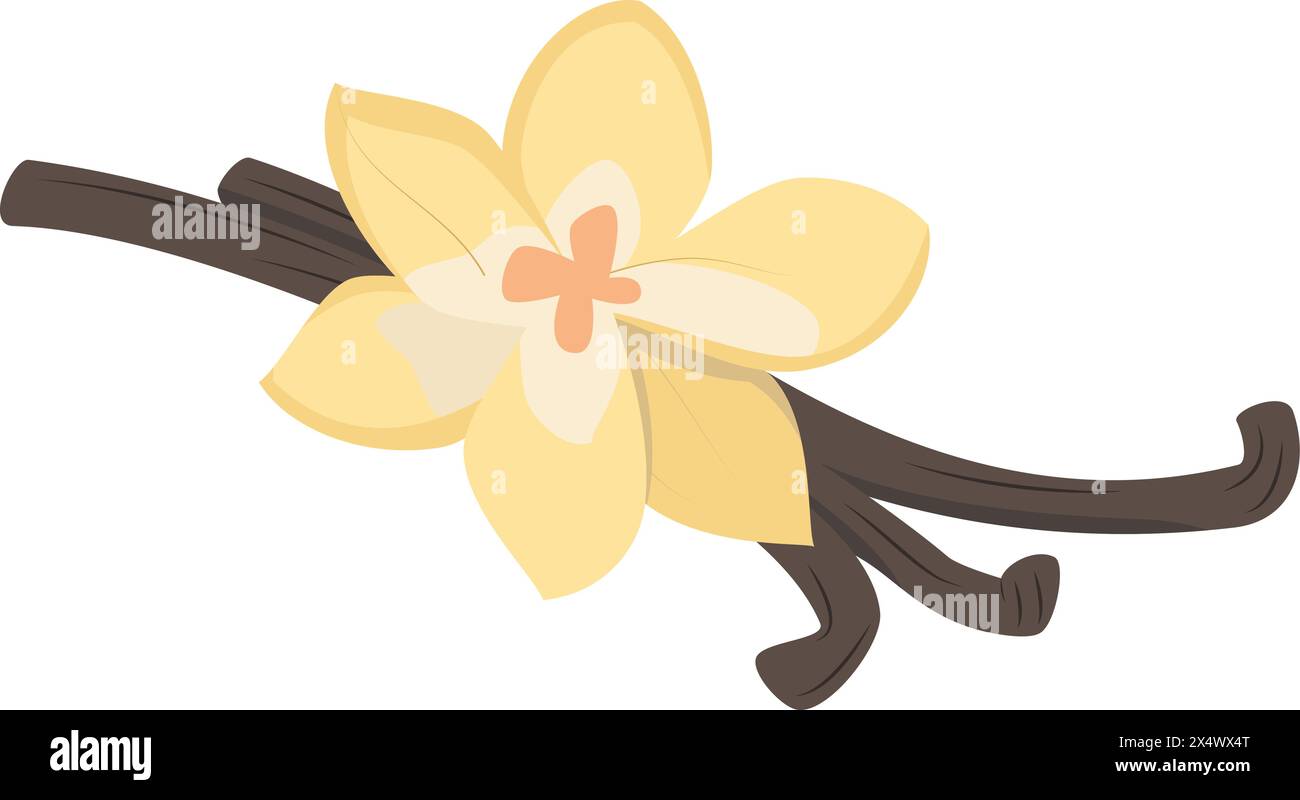 Vector vanilla illustration isolated in cartoon style. Herbs and ...
