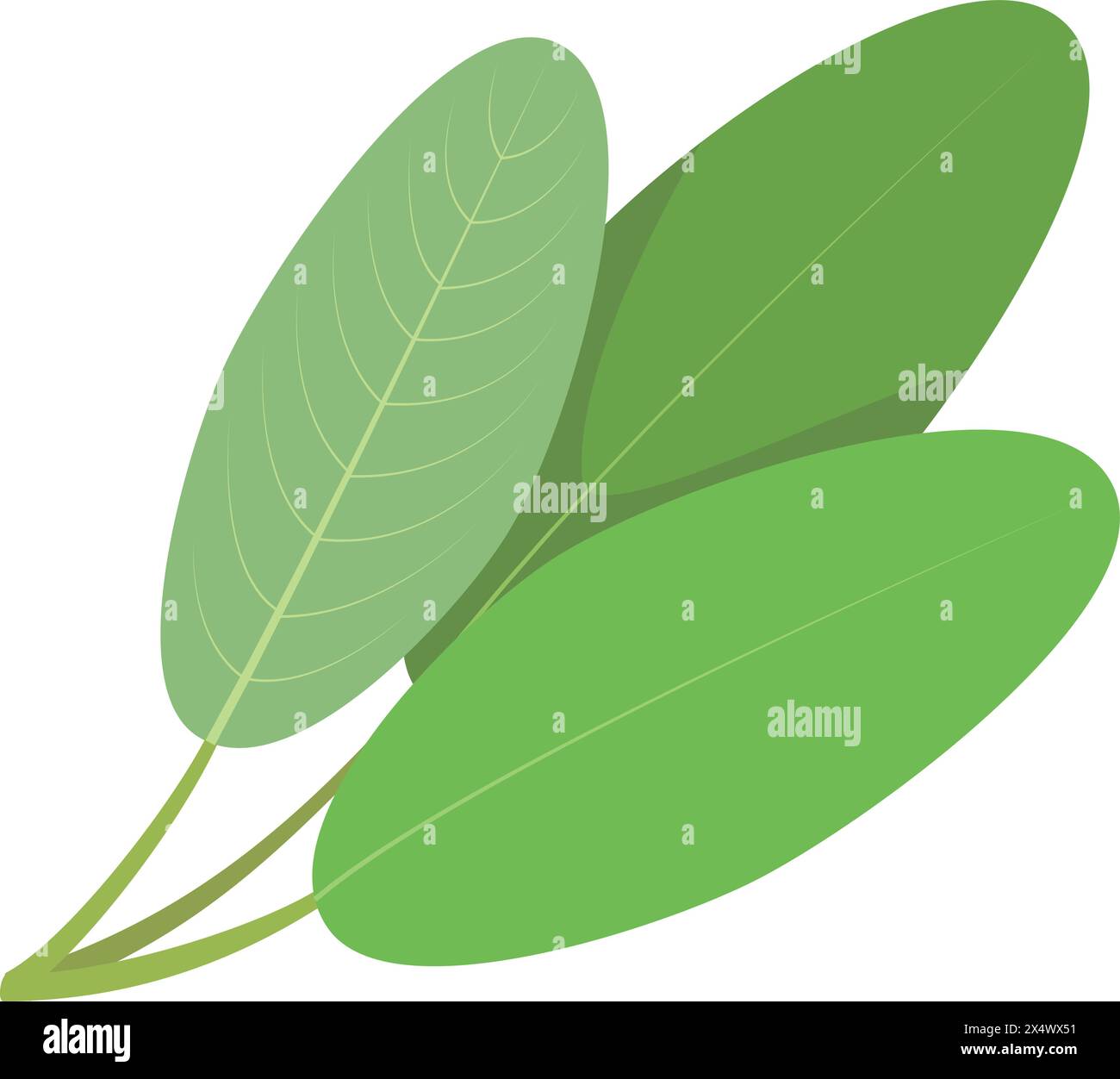Vector sage illustration isolated in cartoon style. Herbs and Species ...