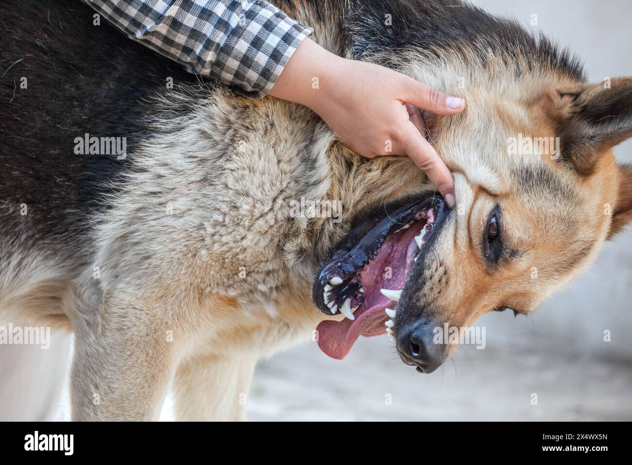 One German shepherd bites a man by the hand. Training and breeding ...