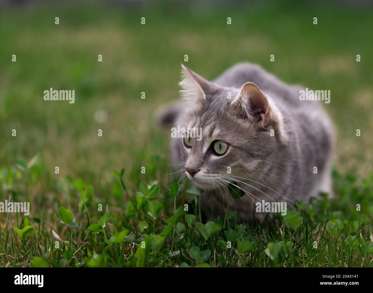 Curious and focused domestic tabby cat hunting in grass Stock Photo - Alamy