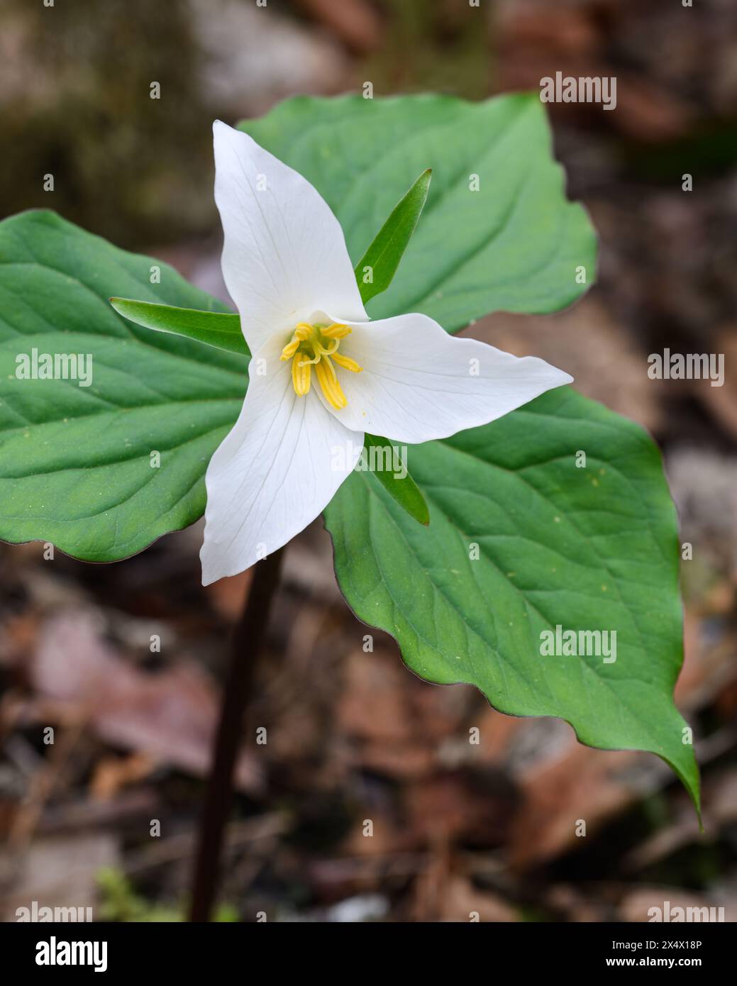 Closeup white trillium flower hi-res stock photography and images - Alamy
