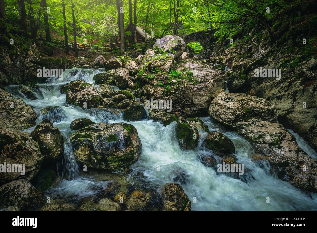 Clean brook with small cascades in the green forest near lake Bohinj ...