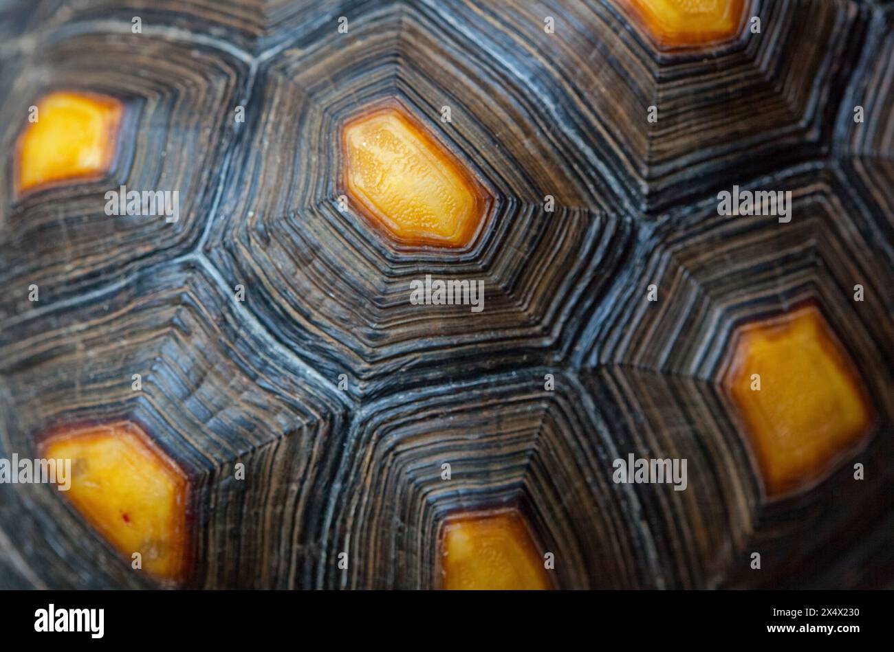 African tortoise shell shield hi-res stock photography and images - Alamy