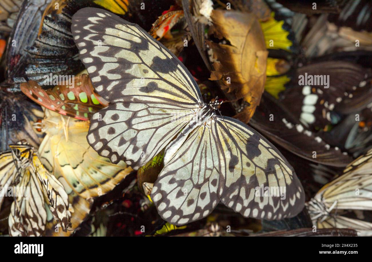 Dead monarch butterflies hi-res stock photography and images - Alamy