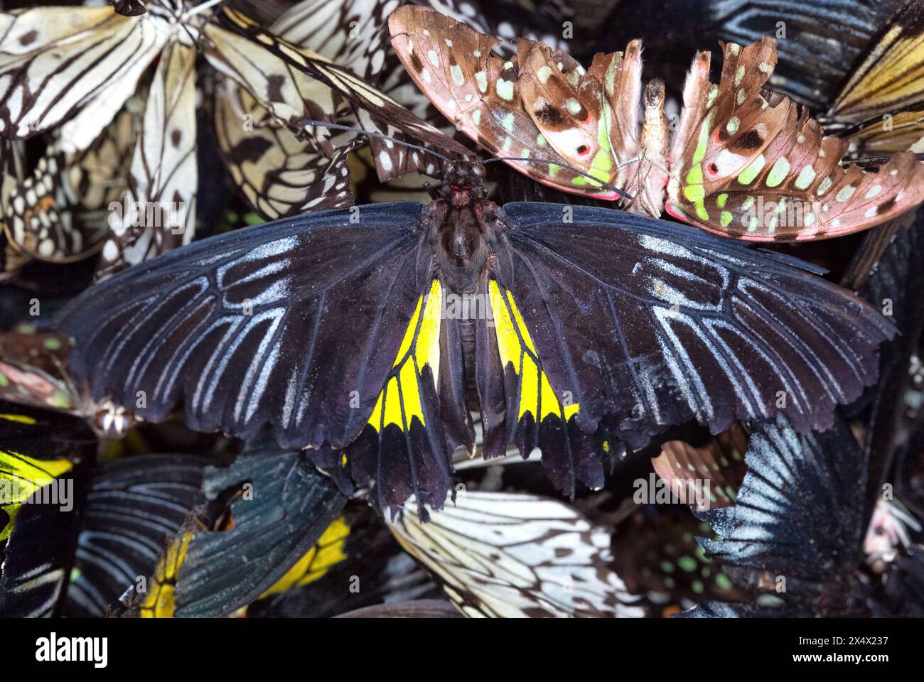 Dead monarch butterflies hi-res stock photography and images - Alamy