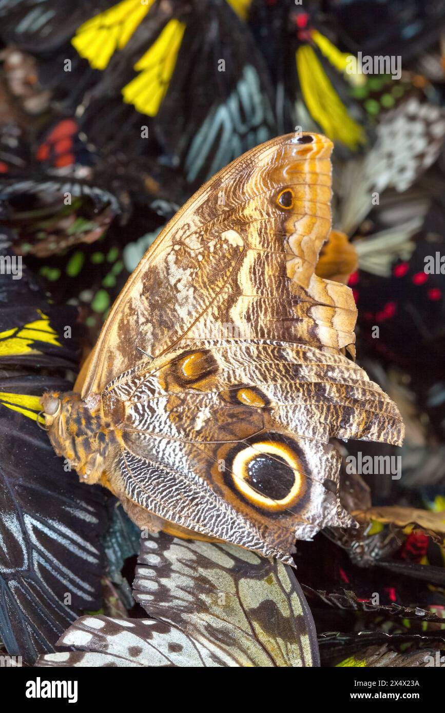 Dead monarch butterflies hi-res stock photography and images - Alamy