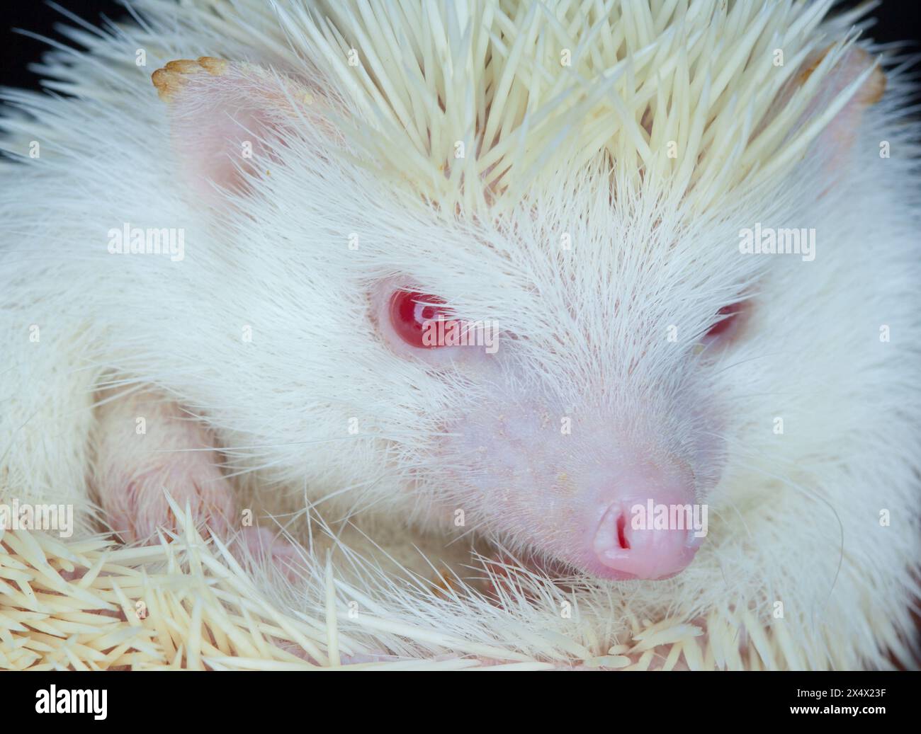 White albino hedgehog with red eyes close-up. Breeding of rare ...