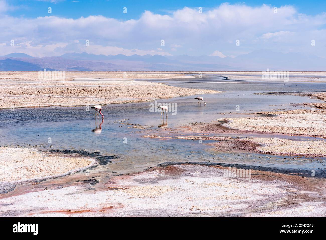 Laguna chaxa chile hi-res stock photography and images - Alamy