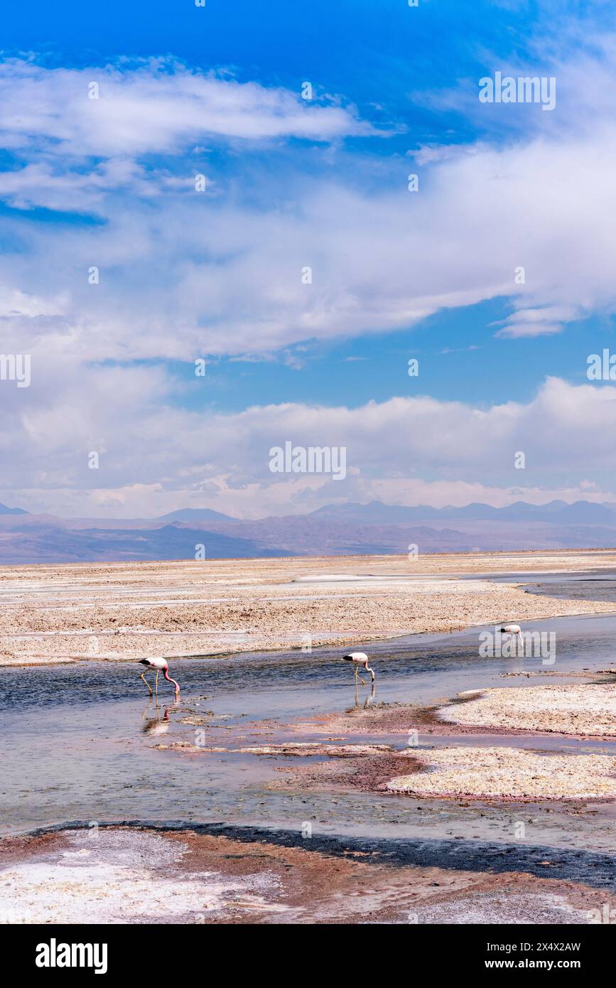 Laguna Chaxa (Chaxa Lagoon), San Pedro de Atacama, Antofagasta Region ...