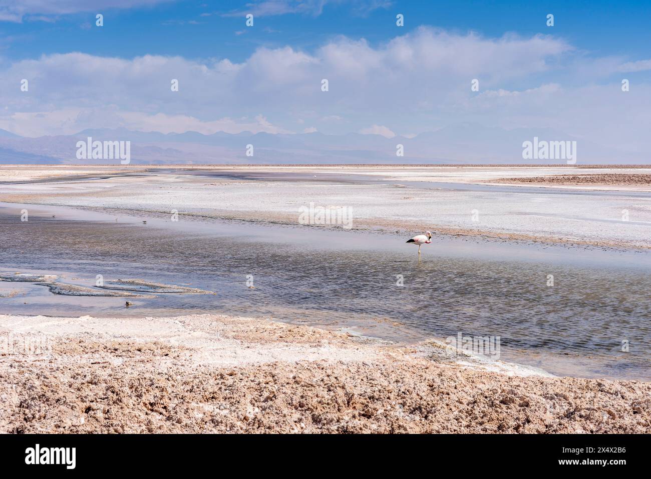 Laguna Chaxa (Chaxa Lagoon), San Pedro de Atacama, Antofagasta Region ...