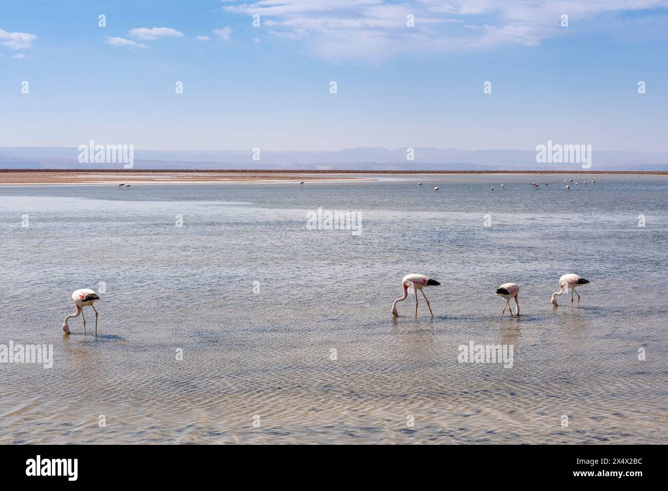 Laguna Chaxa (Chaxa Lagoon), San Pedro de Atacama, Antofagasta Region ...