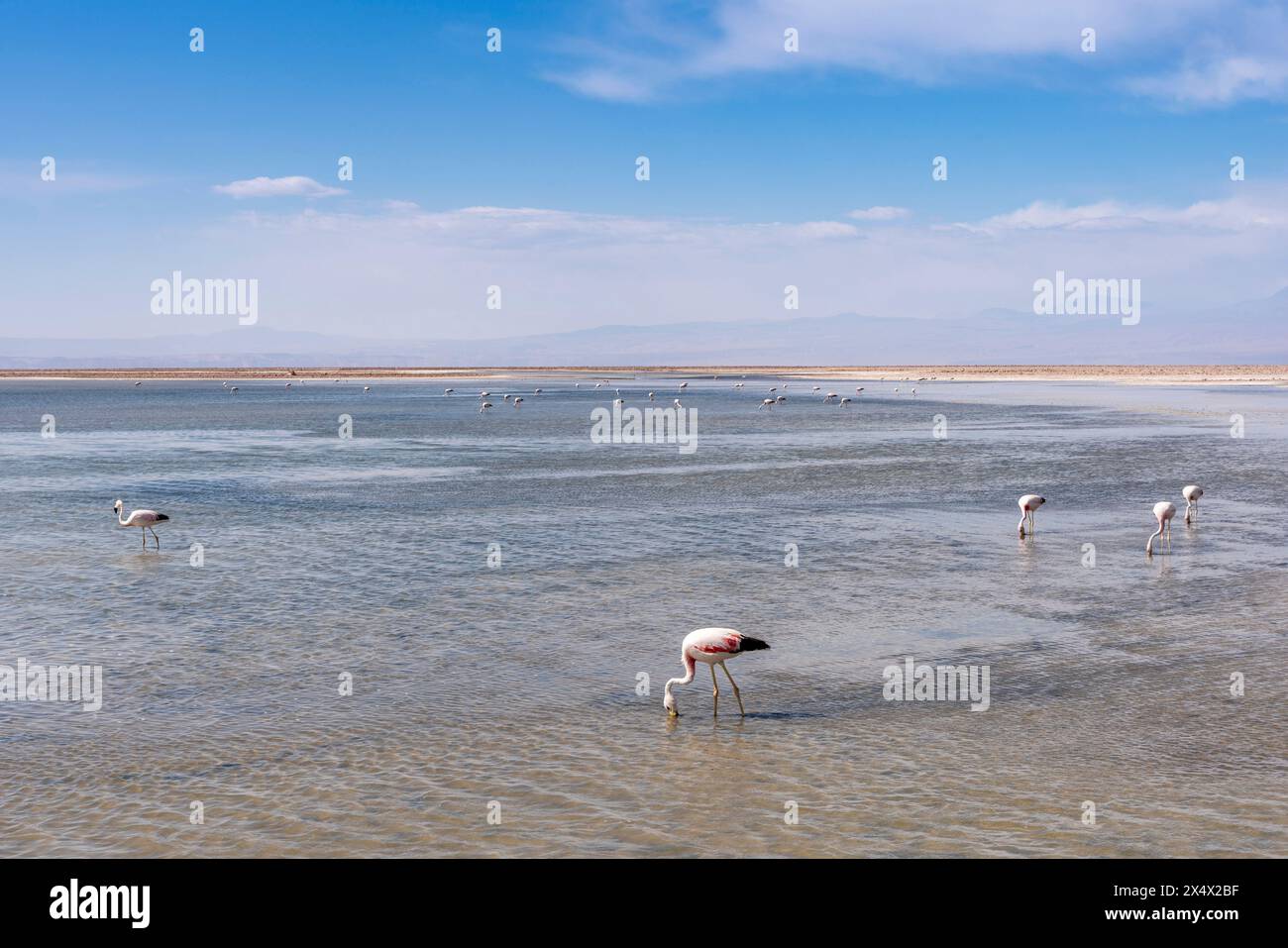 Laguna Chaxa (Chaxa Lagoon), San Pedro de Atacama, Antofagasta Region ...