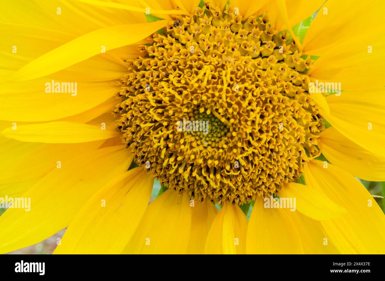 Sunflower disk florets helianthus annuus hi-res stock photography and ...