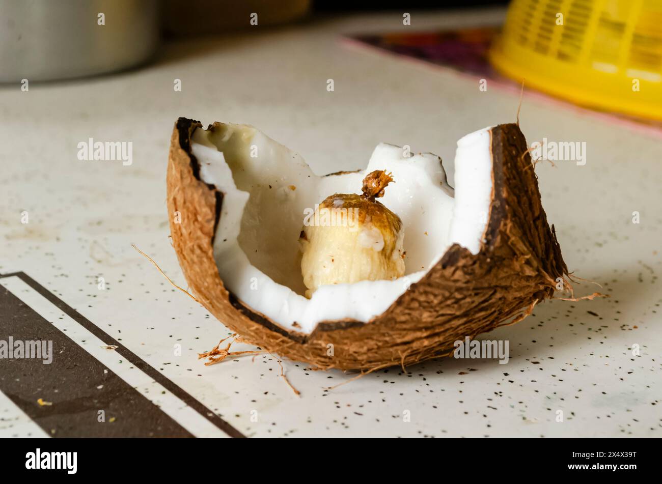 Coconut sprout hi-res stock photography and images - Alamy