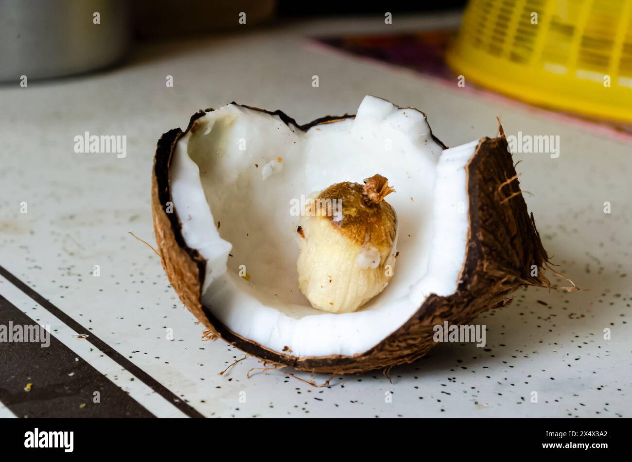 The Sprouting Part Of A Coconut Stock Photo - Alamy