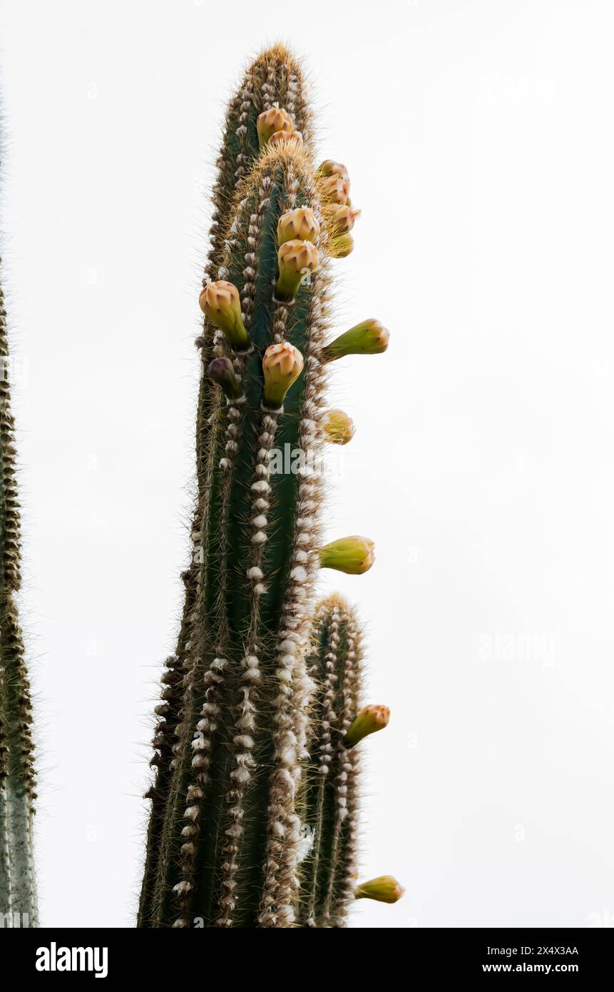 Cereus Repandus with Flowers Stock Photo - Alamy