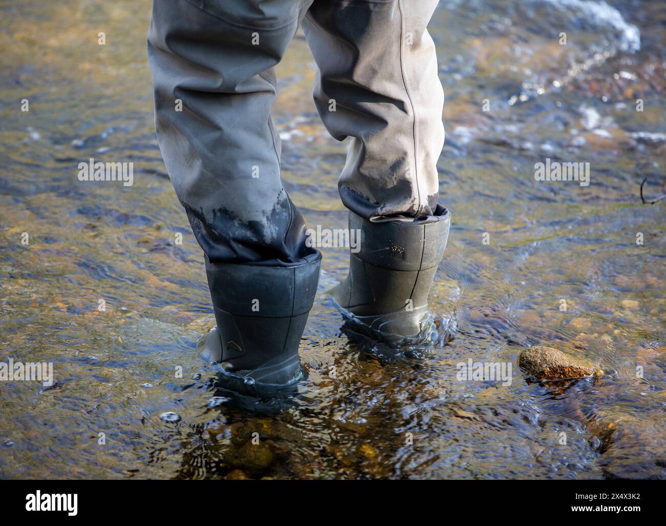 Legs of a fly hi-res stock photography and images - Alamy