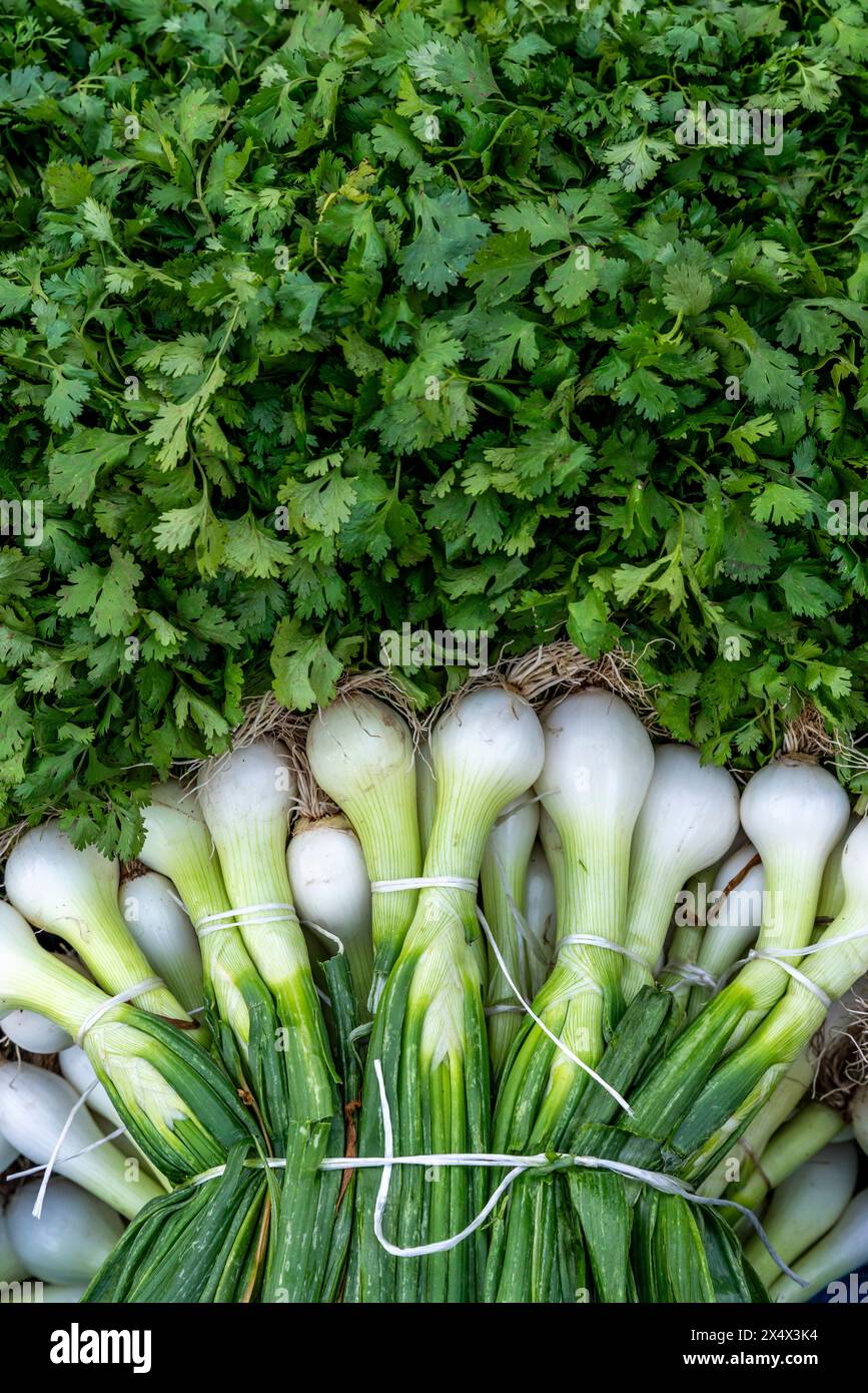 Spring Onions and Fresh Herbs For Sale At La Vega Central Market ...