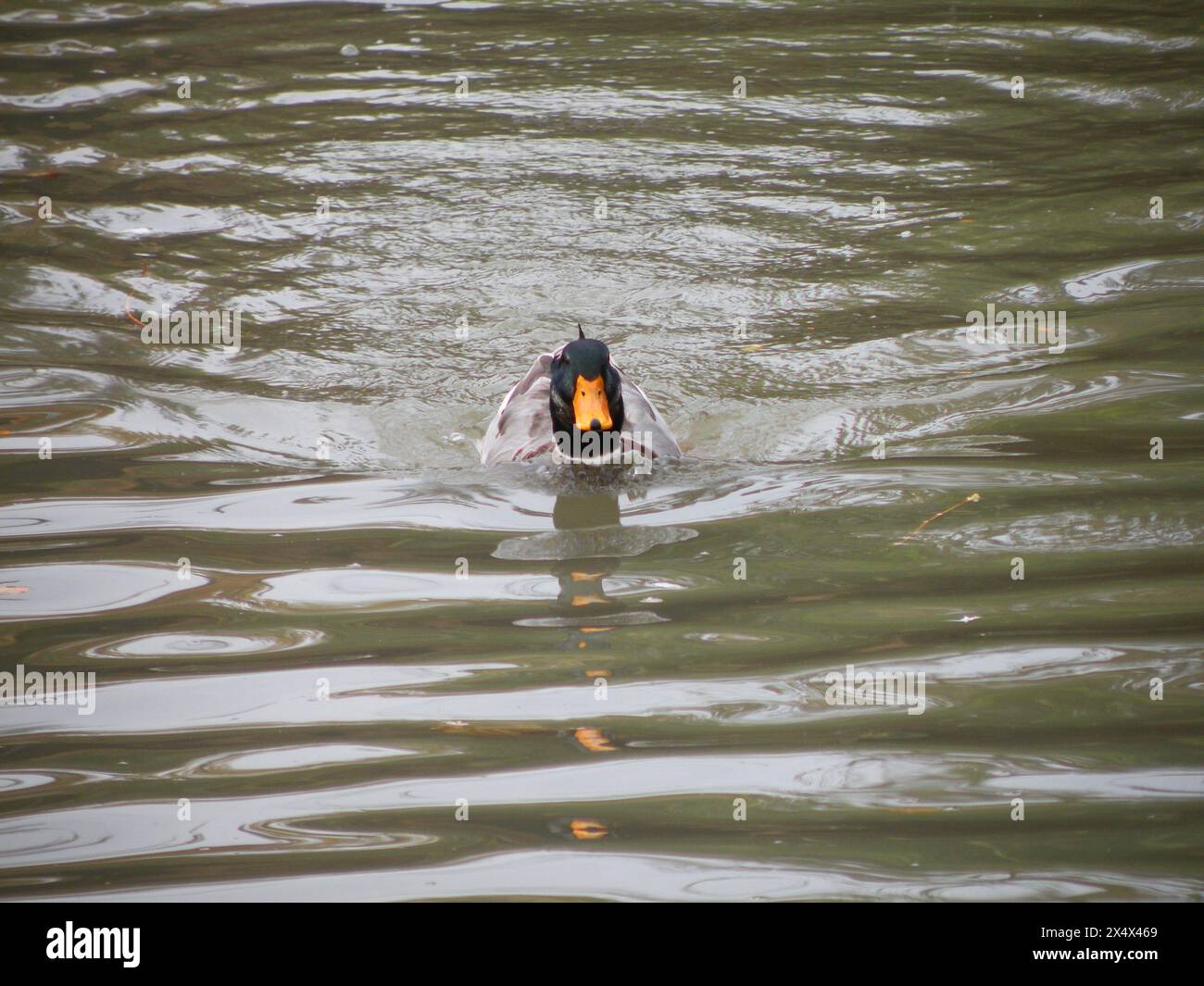 Multicolored duck swimming in the lake Stock Photo - Alamy