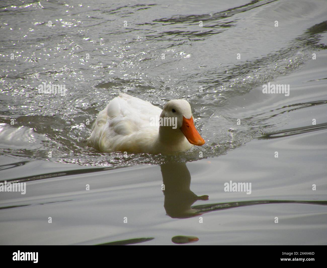 White duck swimming fast in the lake Stock Photo - Alamy