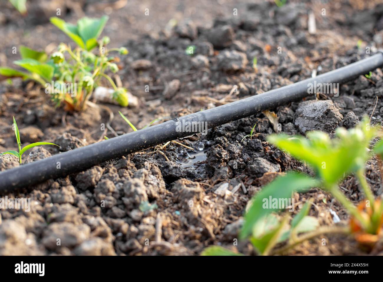 A drip irrigation tube with dripping water is stretched across the ...