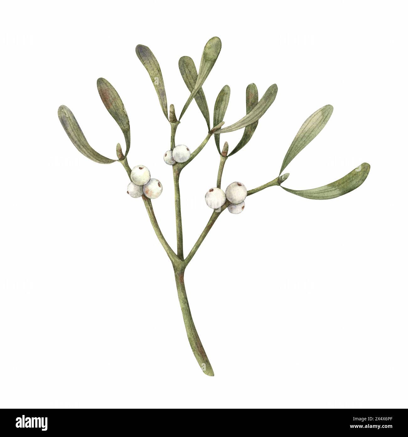 Mistletoe with white berries. Christmas winter plant. Watercolor ...