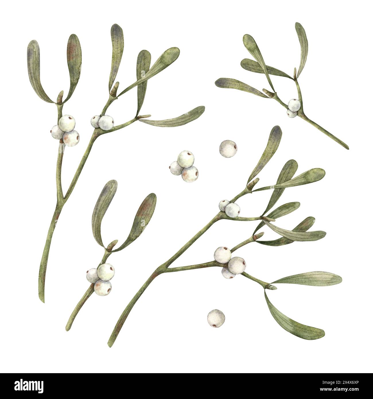 Set of mistletoe plants with white berries. Watercolor botanical ...