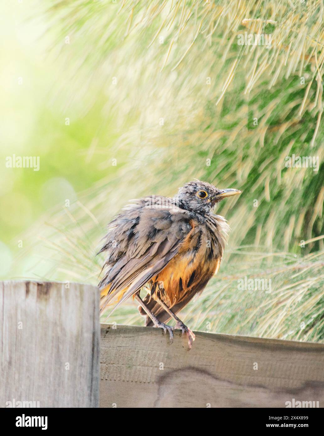 Pájaro mojado hi-res stock photography and images - Alamy