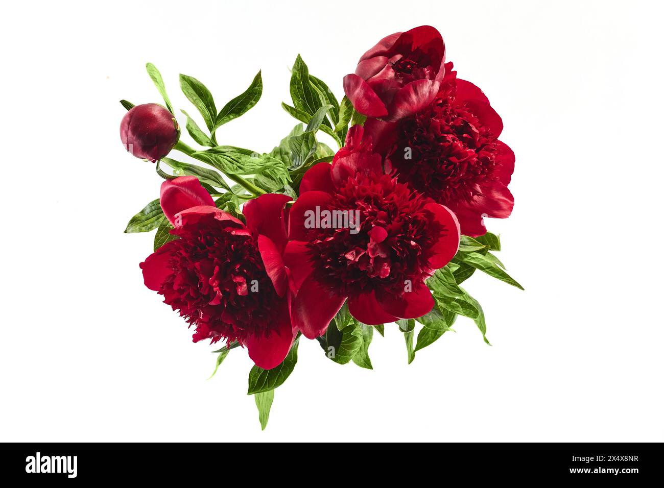 Burgundy Red Peonies Arrangement Isolated on White Background Stock ...