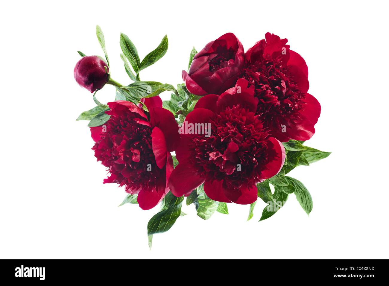 Burgundy Red Peonies Arrangement Isolated on White Background Stock ...