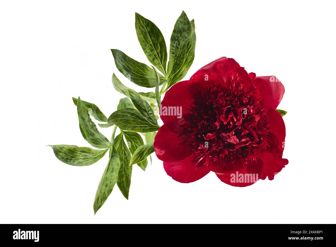 Burgundy Red Peony with Green Leaves Isolated on White Stock Photo - Alamy