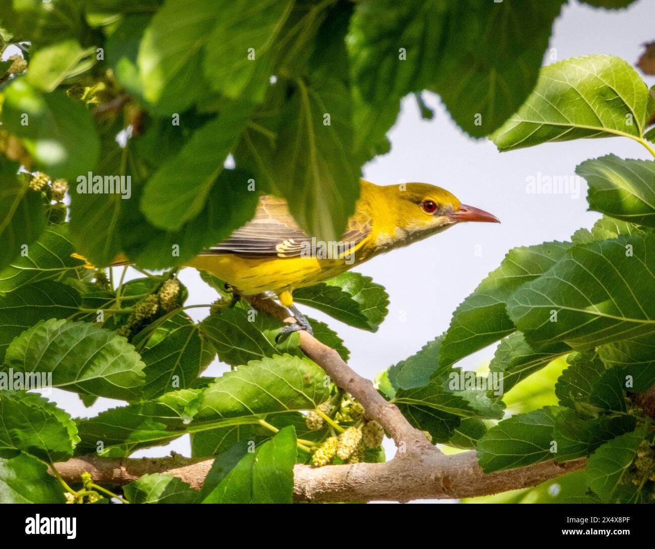 Female Eurasian golden oriole (Oriolus oriolus) feeding in a Mulberry ...