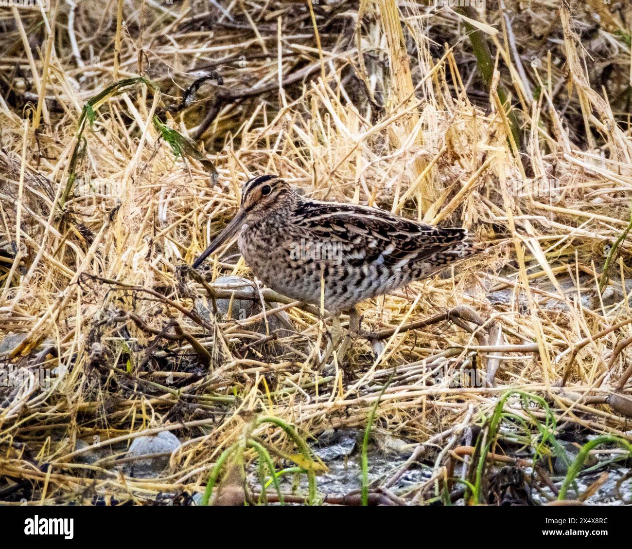 The Great Snipe (Gallinago media) Agia Varvara, Cyprus Stock Photo - Alamy