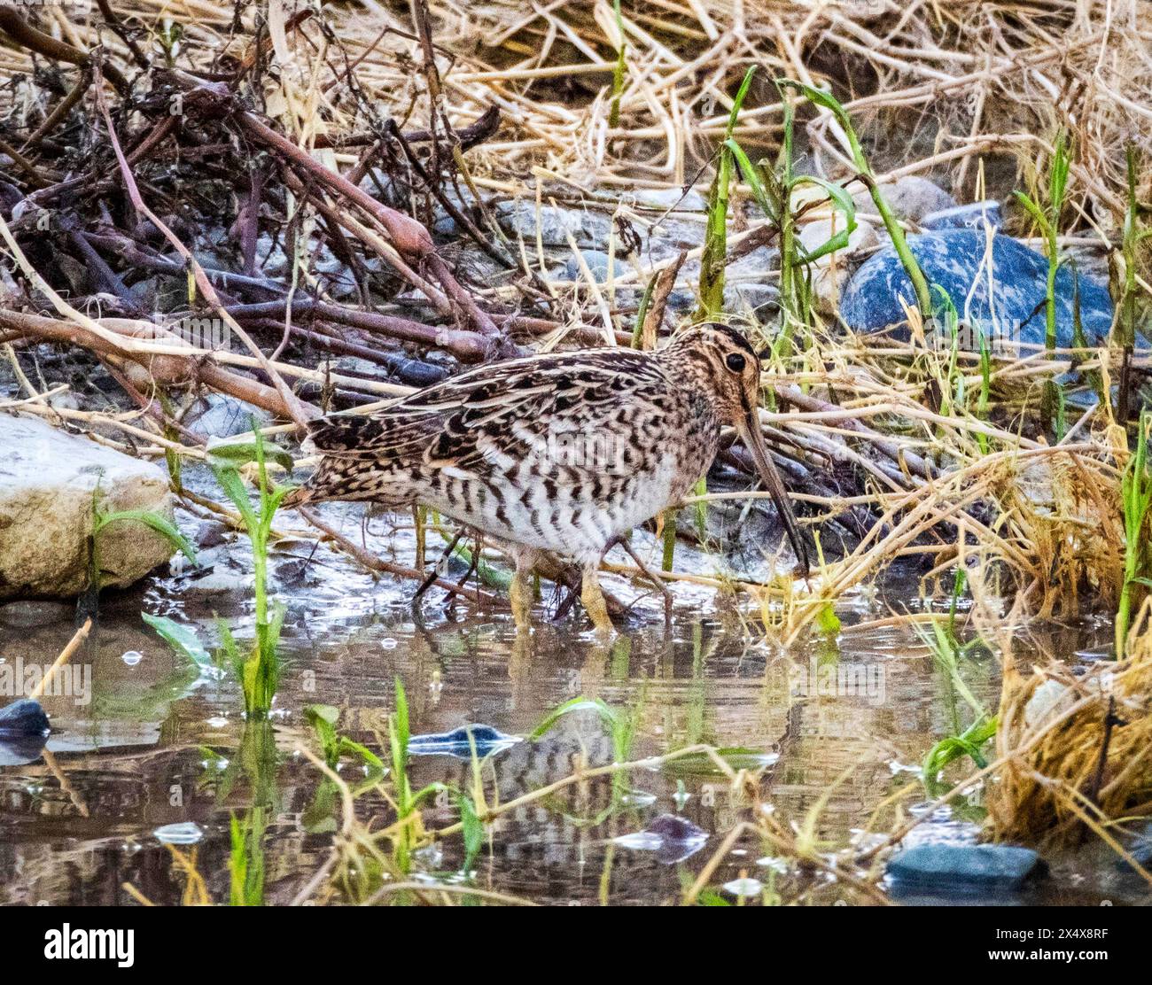 The Great Snipe (Gallinago media) Agia Varvara, Cyprus Stock Photo - Alamy
