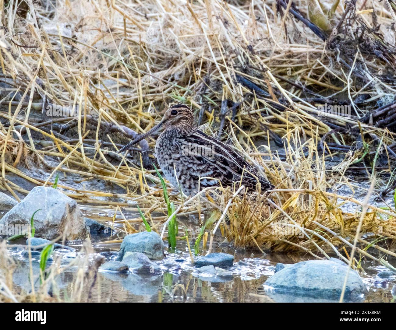 The Great Snipe (Gallinago media) Agia Varvara, Cyprus Stock Photo - Alamy