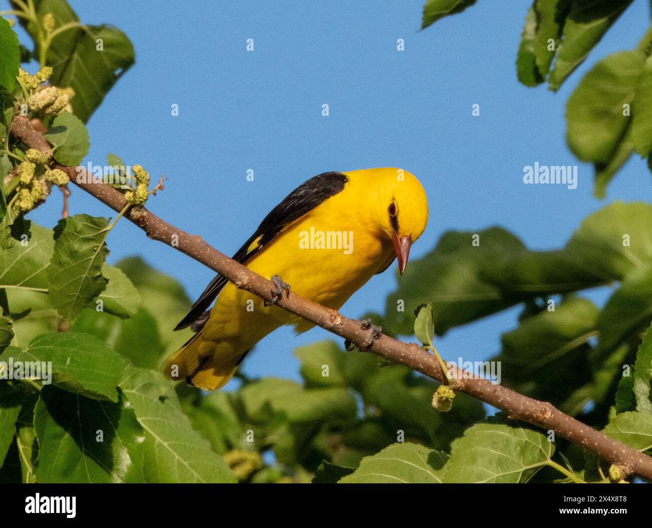 Golden oriole may hi-res stock photography and images - Alamy