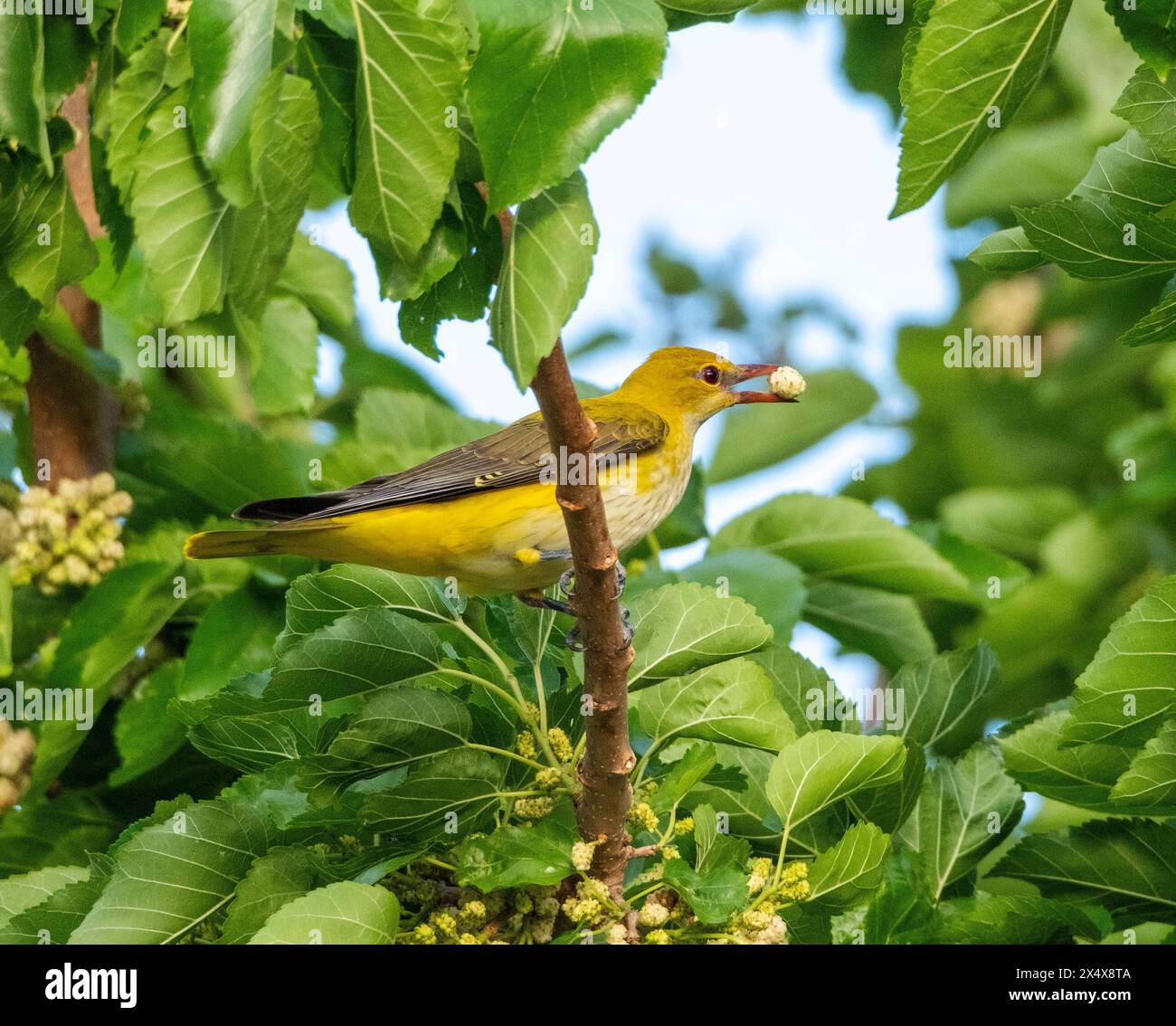 Female Eurasian golden oriole (Oriolus oriolus) feeding in a Mulberry ...
