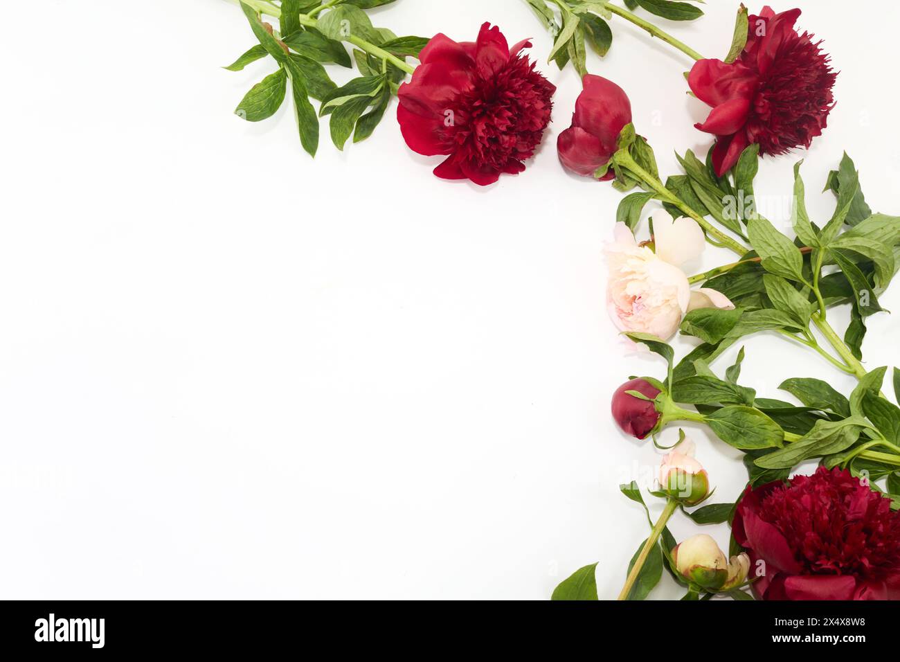 A beautiful corner border arrangement of red and pink peonies on a ...