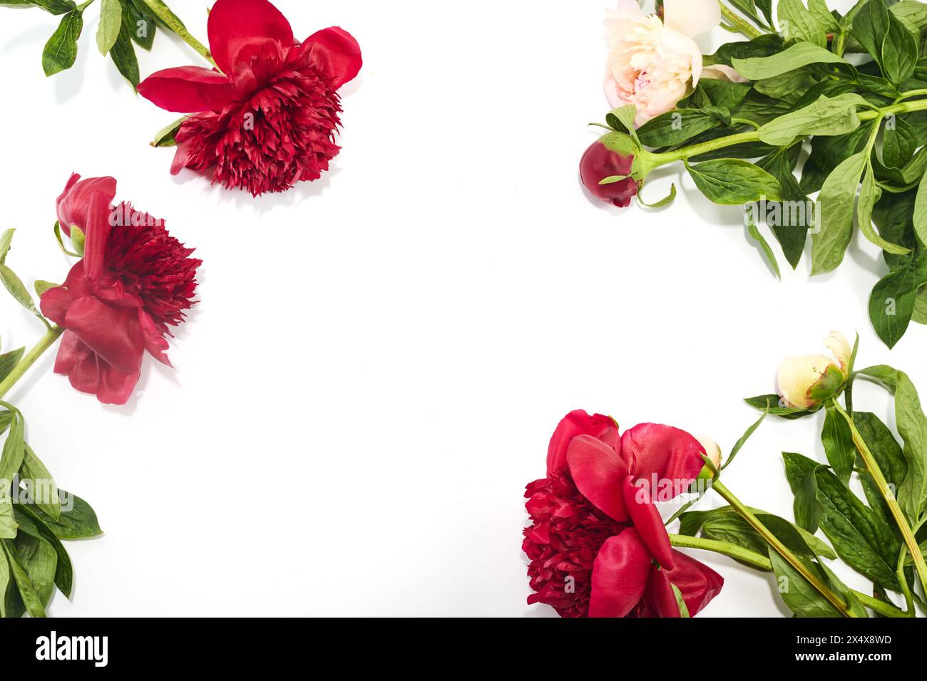 Floral Frame with Red and Pink Peonies. Flat lay Stock Photo - Alamy