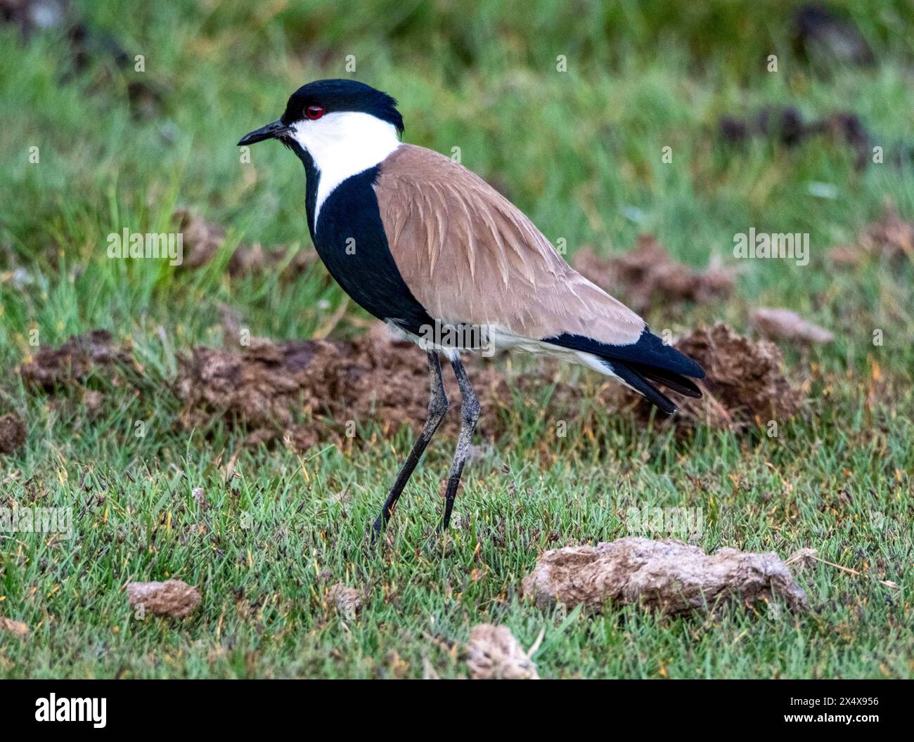 Vanellus spinosus springtime hi-res stock photography and images - Alamy