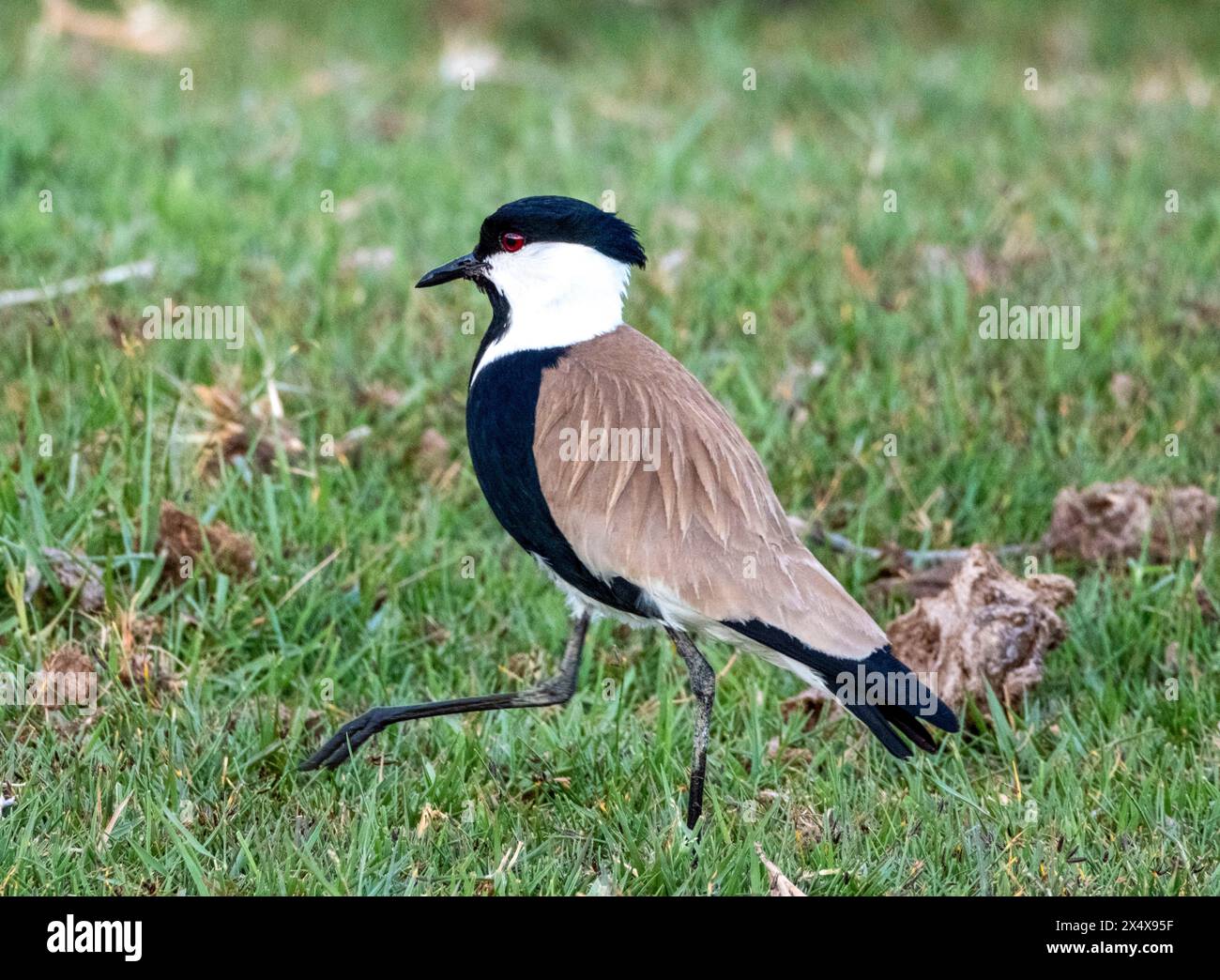 The Spur-winged Lapwing, ( Vanellus spinosus ) Akrotiri marsh. Cyprus ...